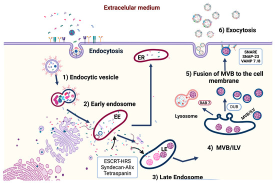Life | Free Full-Text | A Review Study of the Participation of Late ...