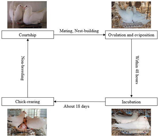 Pigeon during the Breeding Cycle: Behaviors, Composition and Formation ...