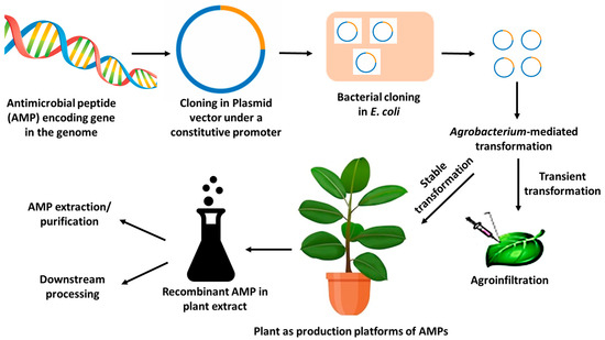 Antimicrobial Peptides: The Production of Novel Peptide-Based ...