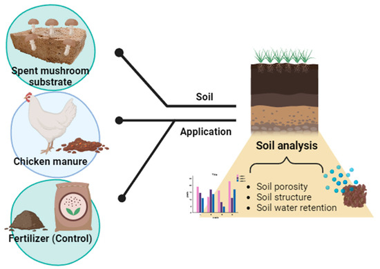 Unlocking the Potential of Spent Mushroom Substrate (SMS) for Enhanced ...