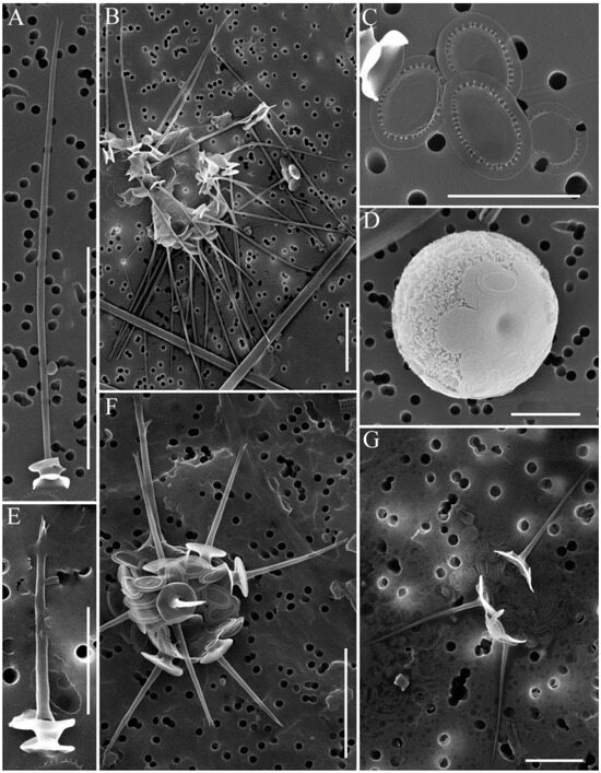 Life | Free Full-Text | Changes in Diversity of Silica-Scaled ...