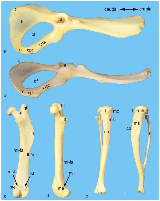 Topographical Anatomy of the Adductor Muscle Group in the Albino Rat ...