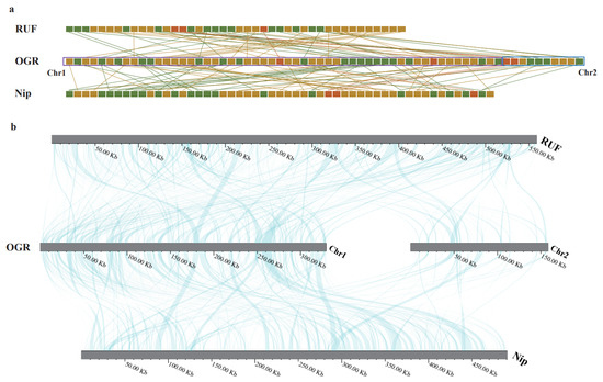 Complete Mitochondrial Genome Assembly of an Upland Wild Rice Species ...