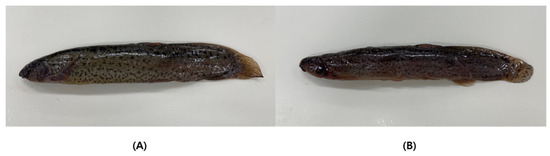 Biomarker Development for Identifying Mud Loach (Misgurnus mizolepis ...
