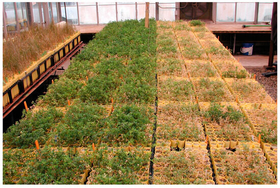 Breeding Efficiency for Salt Tolerance in Alfalfa