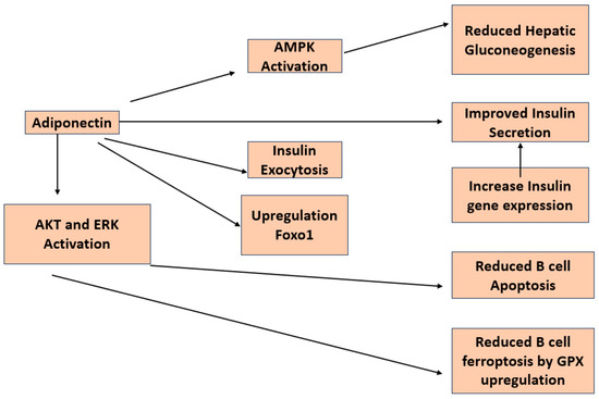 Adiponectin: A Promising Target for the Treatment of Diabetes and Its ...