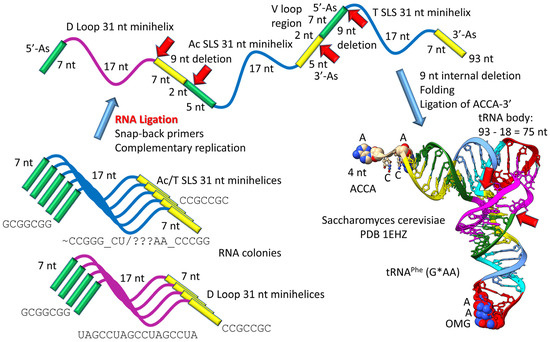 The 3 31 Nucleotide Minihelix tRNA Evolution Theorem and the Origin of Life