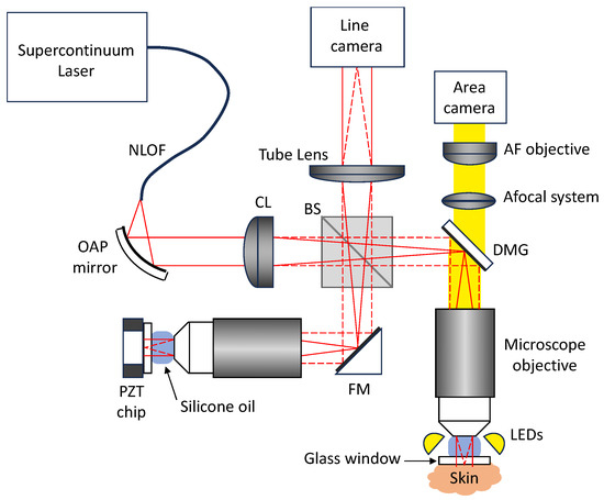 Line-Field Confocal Optical Coherence Tomography (LC-OCT) for Skin ...