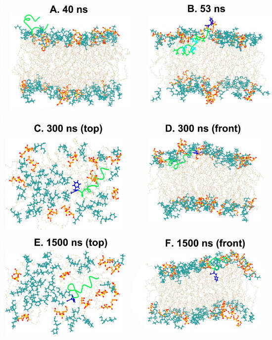 Modeling the Effect on a Novel Fungal Peptaibol Placed in an All-Atom ...