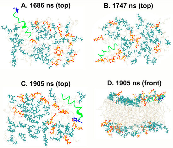 Life | Free Full-Text | Modeling the Effect on a Novel Fungal Peptaibol ...
