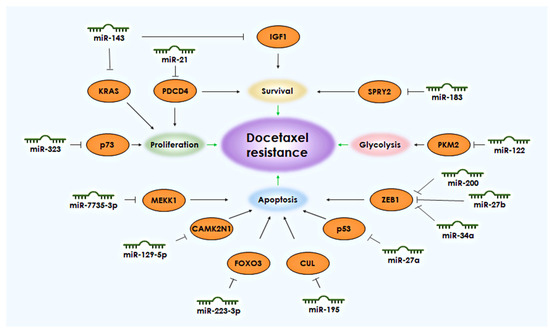 Non-Coding RNAs and the Development of Chemoresistance to Docetaxel in Prostate Cancer ...
