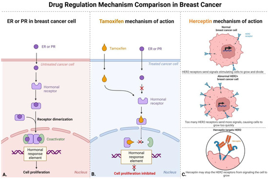Molecular, Cellular, and Technical Aspects of Breast Cancer Cell Lines ...