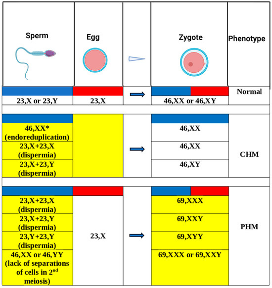 Hydatidiform Mole—Between Chromosomal Abnormality, Uniparental Disomy ...