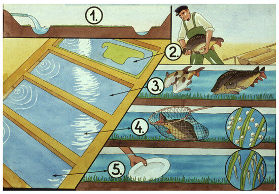 Review of Central-Eastern European Propagation and Larvae Nursing ...
