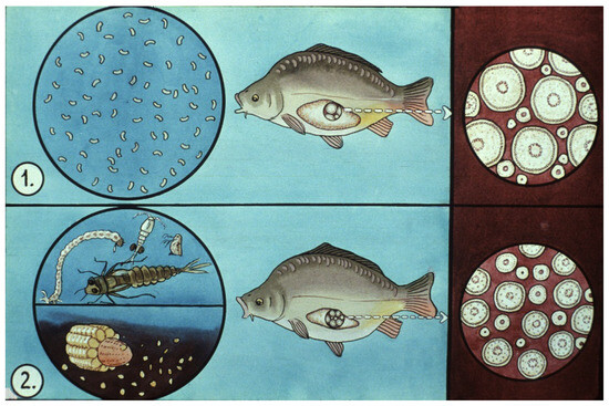 Review of Central-Eastern European Propagation and Larvae Nursing ...