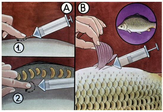 Review of Central-Eastern European Propagation and Larvae Nursing ...