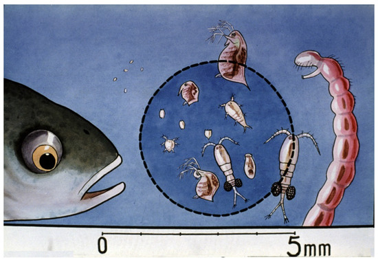 Review of Central-Eastern European Propagation and Larvae Nursing ...