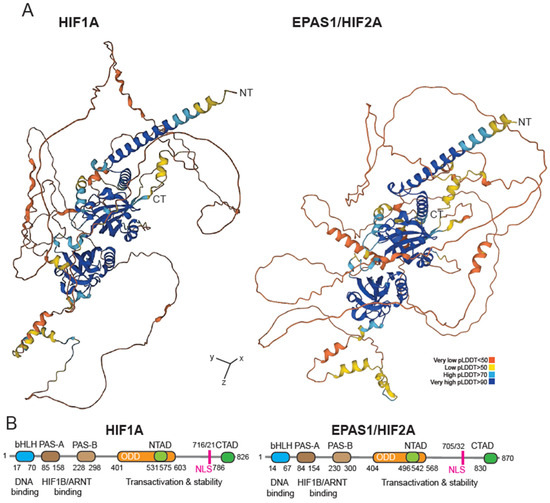 Acetylation and Phosphorylation in the Regulation of Hypoxia-Inducible ...