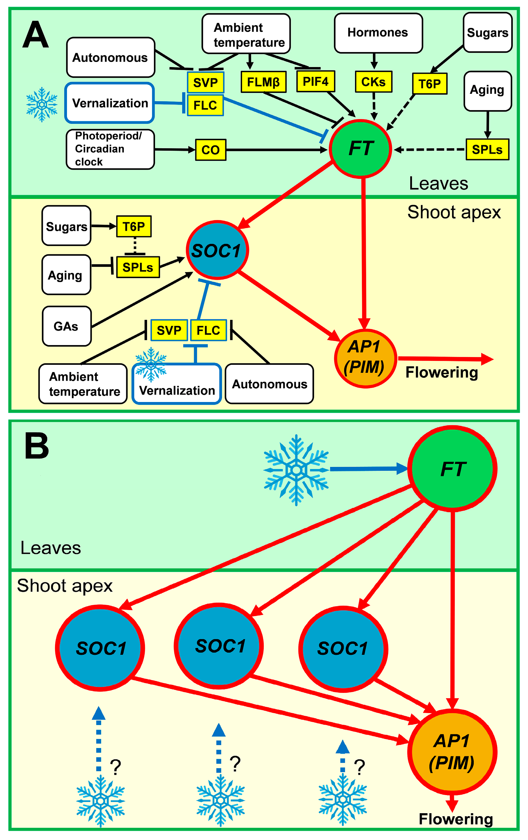 Life | Free Full-Text | Modeling the Flowering Activation Motif during ...