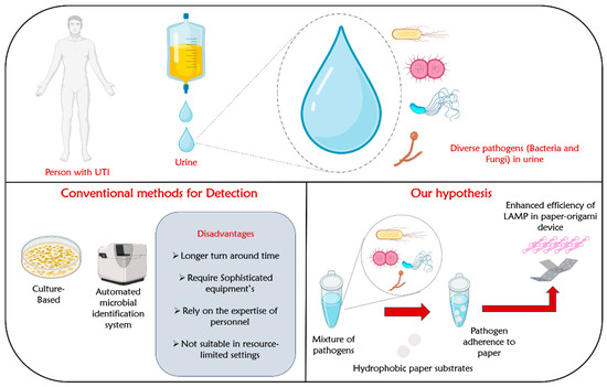 A Hypothetical Approach to Concentrate Microorganisms from Human Urine ...