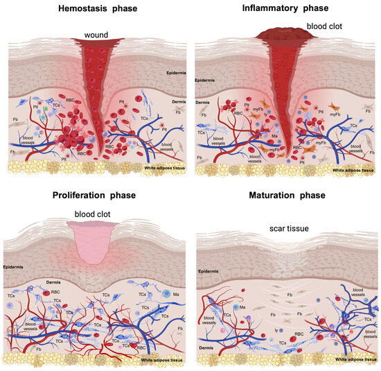 Platelet-Rich Plasma in Dermatology: New Insights on the Cellular ...