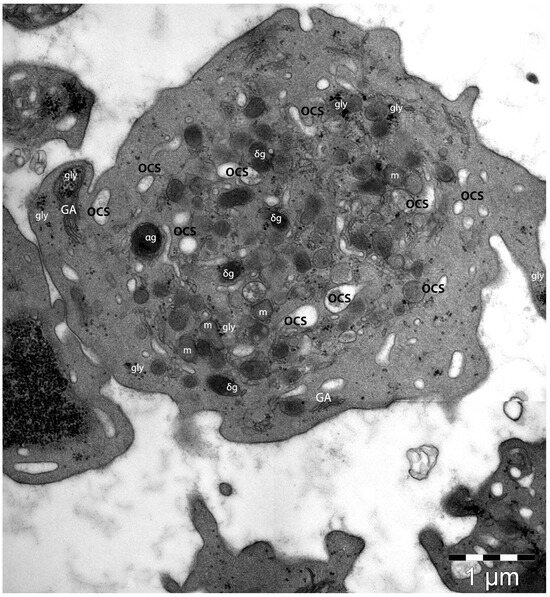 Platelet-Rich Plasma in Dermatology: New Insights on the Cellular ...