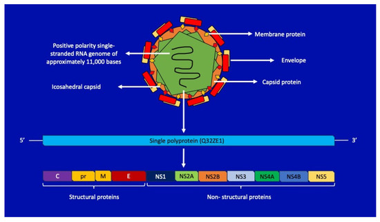 Congenital Zika Virus Syndrome: Microcephaly and Orofacial Anomalies