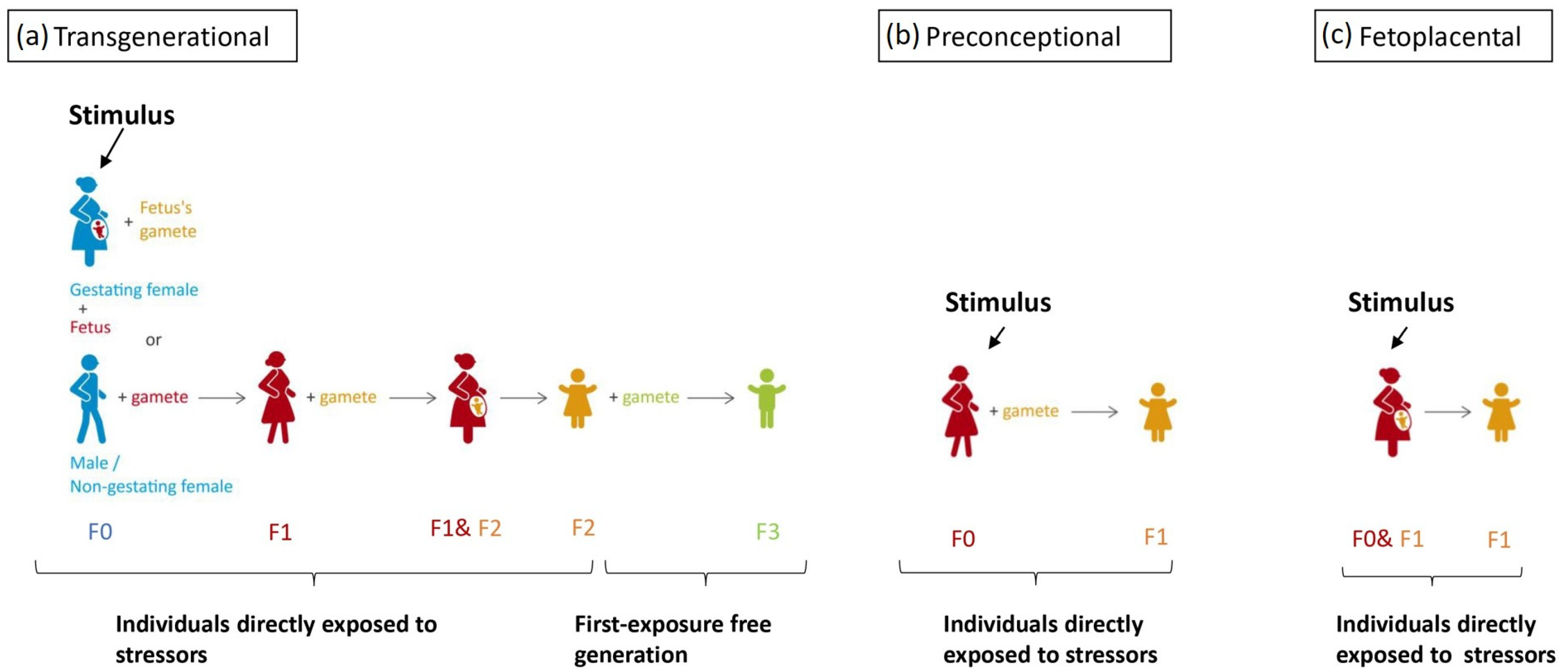 Mechanisms of Epigenetic Inheritance in Post-Traumatic Stress Disorder