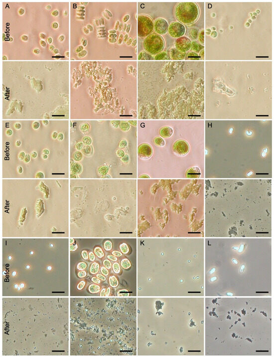 Life | Free Full-Text | Simple and Effective Squash-PCR for Rapid ...
