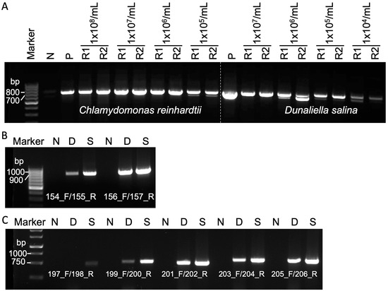 Life | Free Full-Text | Simple and Effective Squash-PCR for Rapid ...