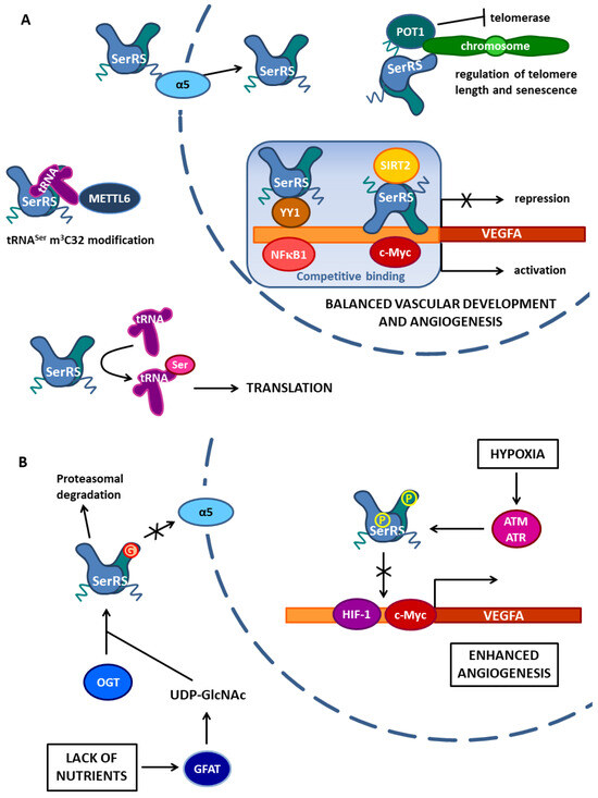 Protein–Protein Interactions of Seryl-tRNA Synthetases with Emphasis on ...
