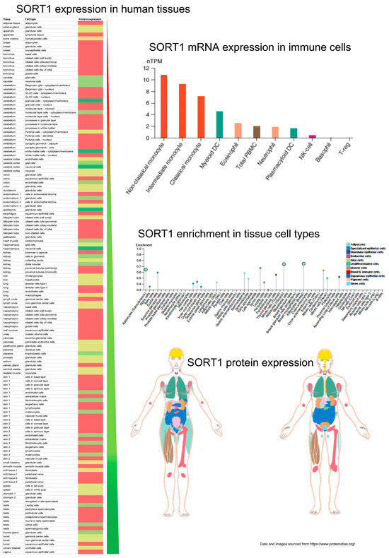 Network Proteins of Human Sortilin1, Its Expression and Targetability ...