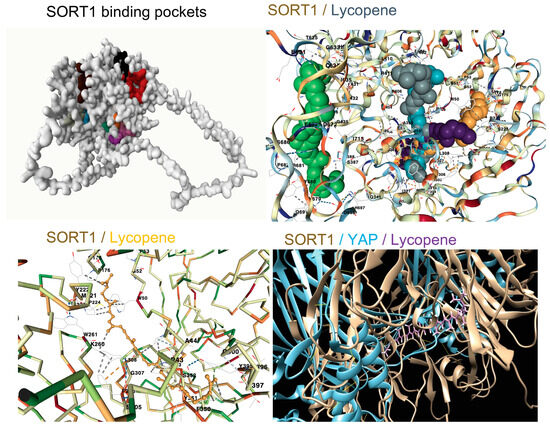 Network Proteins of Human Sortilin1, Its Expression and Targetability ...