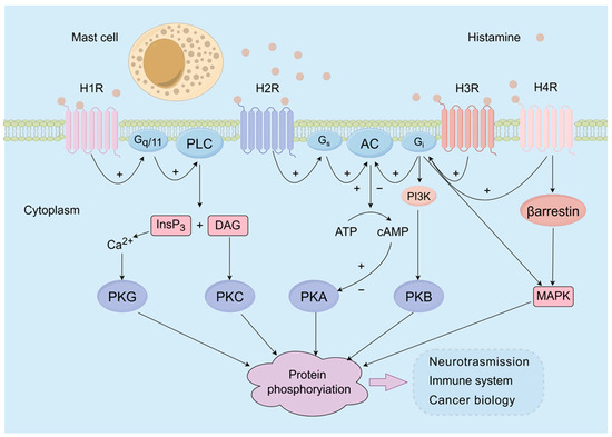 Combination of H1 and H2 Histamine Receptor Antagonists: Current ...