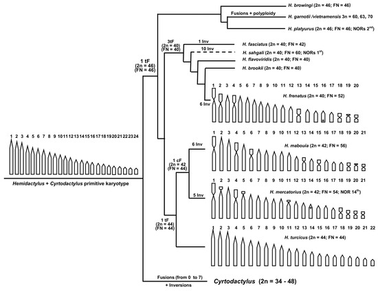 First Cytogenetic Analysis of Hemidactylus mercatorius Gray, 1842 ...