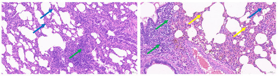 Isolation and Characterization of Mycoplasma ovipneumoniae Infecting ...