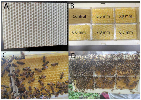 The Effect of Comb Cell Size on the Development of Apis mellifera Drones