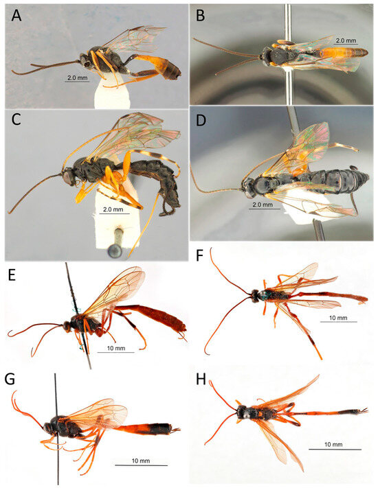 The Diversity of Parasitoids and Their Role in the Control of the ...