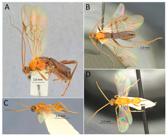 The Diversity of Parasitoids and Their Role in the Control of the ...