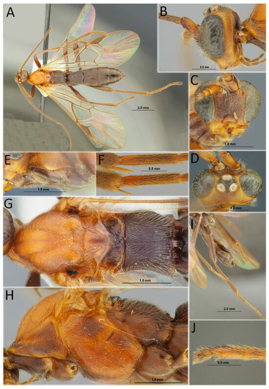 The Diversity of Parasitoids and Their Role in the Control of the ...