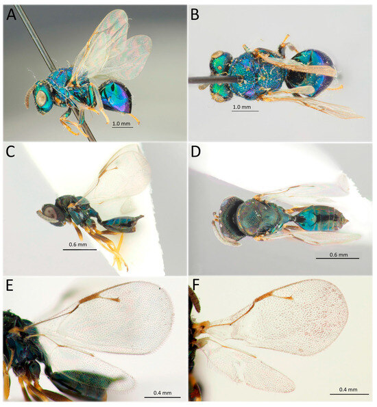 The Diversity of Parasitoids and Their Role in the Control of the ...