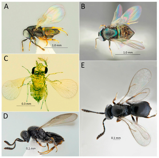 The Diversity of Parasitoids and Their Role in the Control of the ...