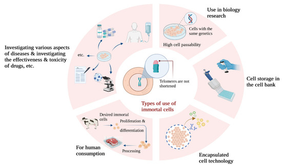 Cell Immortality: In Vitro Effective Techniques to Achieve and ...
