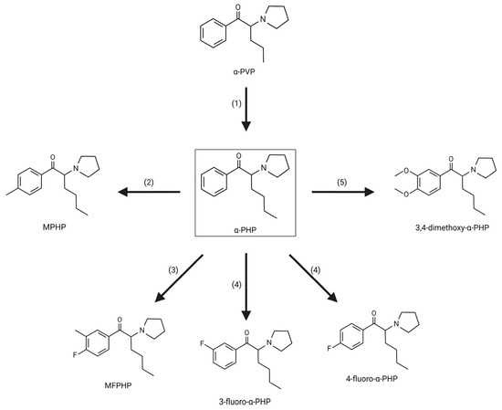 Life | Free Full-Text | α-Pyrrolidinohexanophenone (α-PHP) and α ...