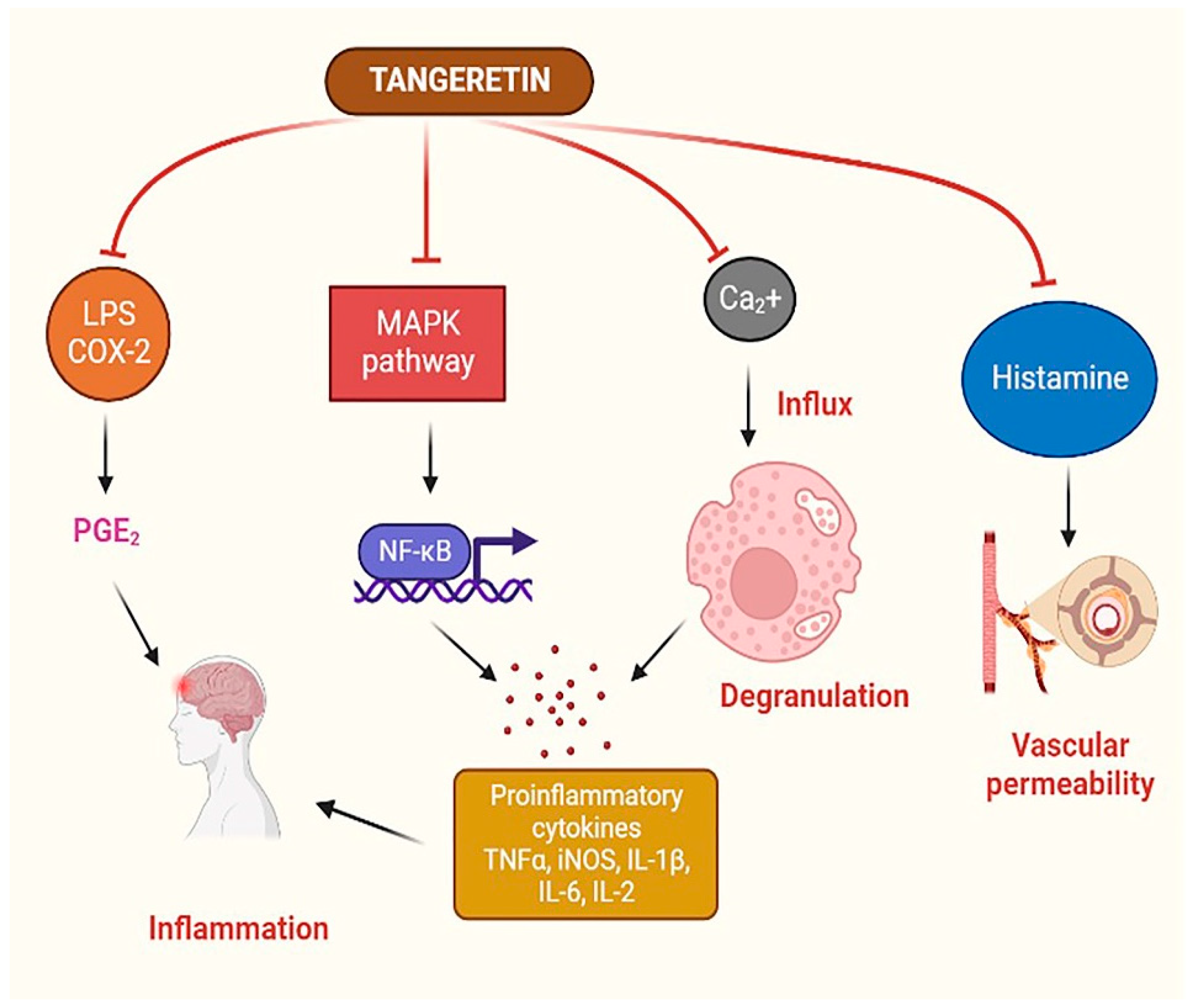 An Update on the Potential of Tangeretin in the Management of ...