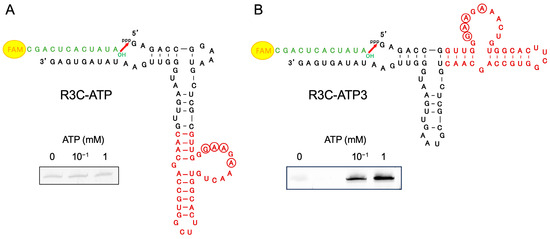 Development of Allosteric Ribozymes for ATP and l-Histidine Based on ...