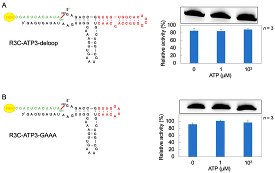 Development of Allosteric Ribozymes for ATP and l-Histidine Based on ...