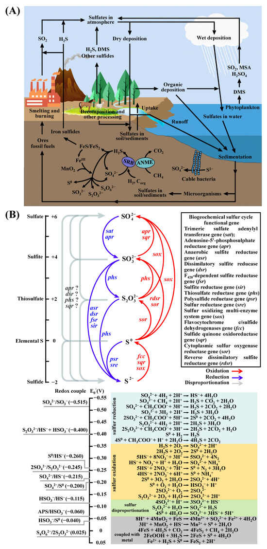 Electron Transfer in the Biogeochemical Sulfur Cycle