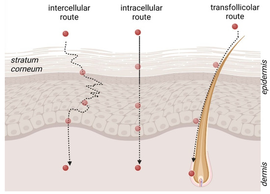 Characterization Methods for Nanoparticle–Skin Interactions: An Overview