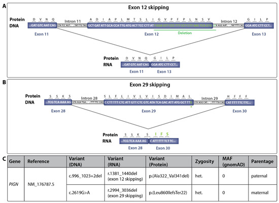 Prenatal Diagnosis of Fryns Syndrome through Identification of Two ...